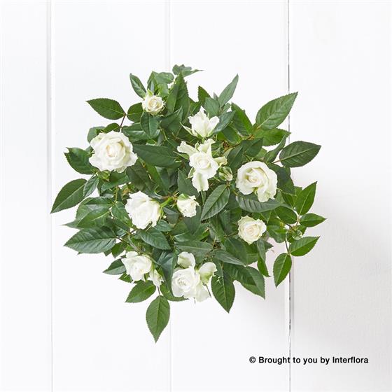 Contemporary Cream Rose Plant